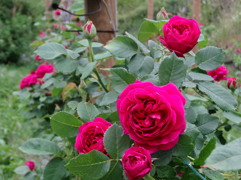 Potencial de la Rosa Narcea en el sector de las fragancias